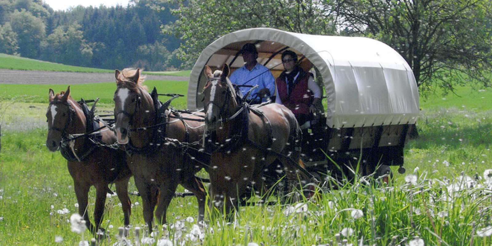 Horse drawn carriage drive through the Cheyres Nature Reserve (Fribourg ...